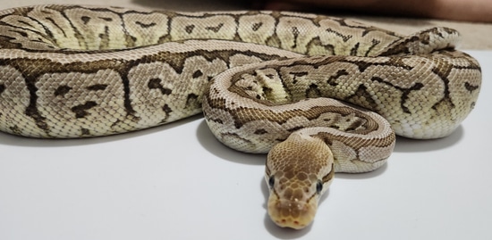 Dragonfly Mojave 100% Het Hypo **FREE SHIPPING** Ball Python by AnR Morphs
