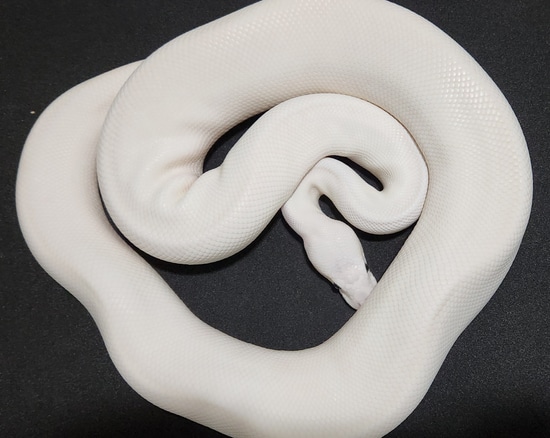 Blue Eyed Leucistic Ball Python by AnR Morphs