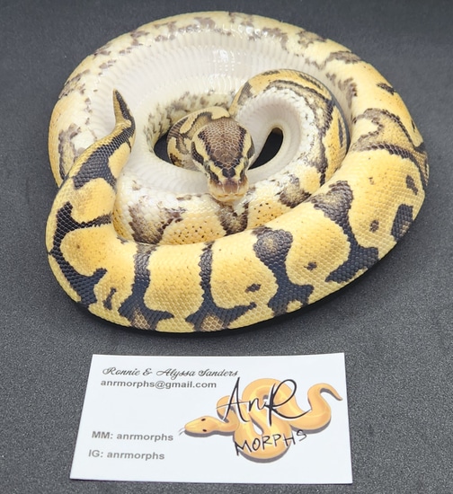 Pastel YB/Spark Ball Python by AnR Morphs