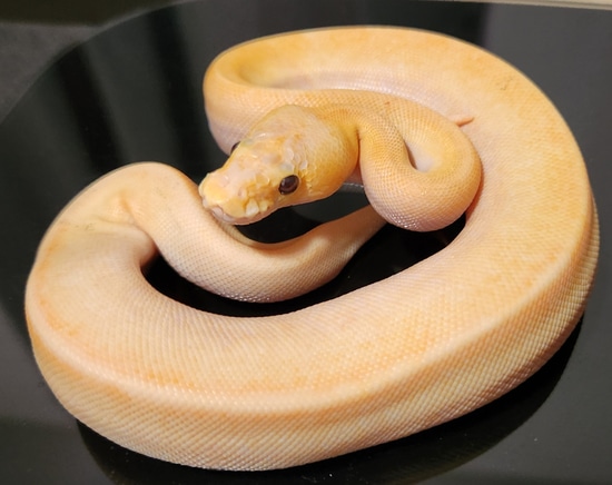 Banana Champagne G-stripe Ball Python by AnR Morphs