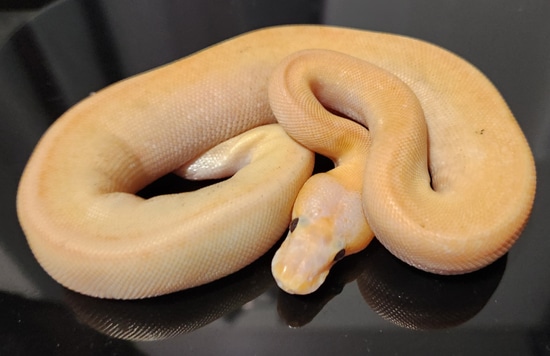 Banana Champagne G-stripe Ball Python by AnR Morphs
