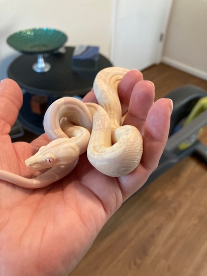 Baby Boa Trio Boa Constrictor by Amanda’s Pythons