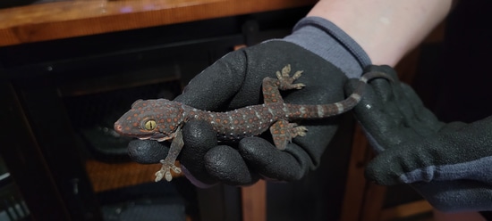 Captive Bred Juvenile Tokay Gecko by Big Tiki Tokays