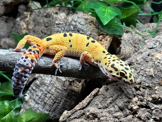 Inferno Clown Tangerine Female Het Raptor Leopard Gecko by A&K Gecko Realm