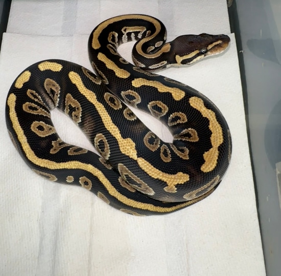 Black Pastel Mystic Female Ball Python by Ballz 4 Life