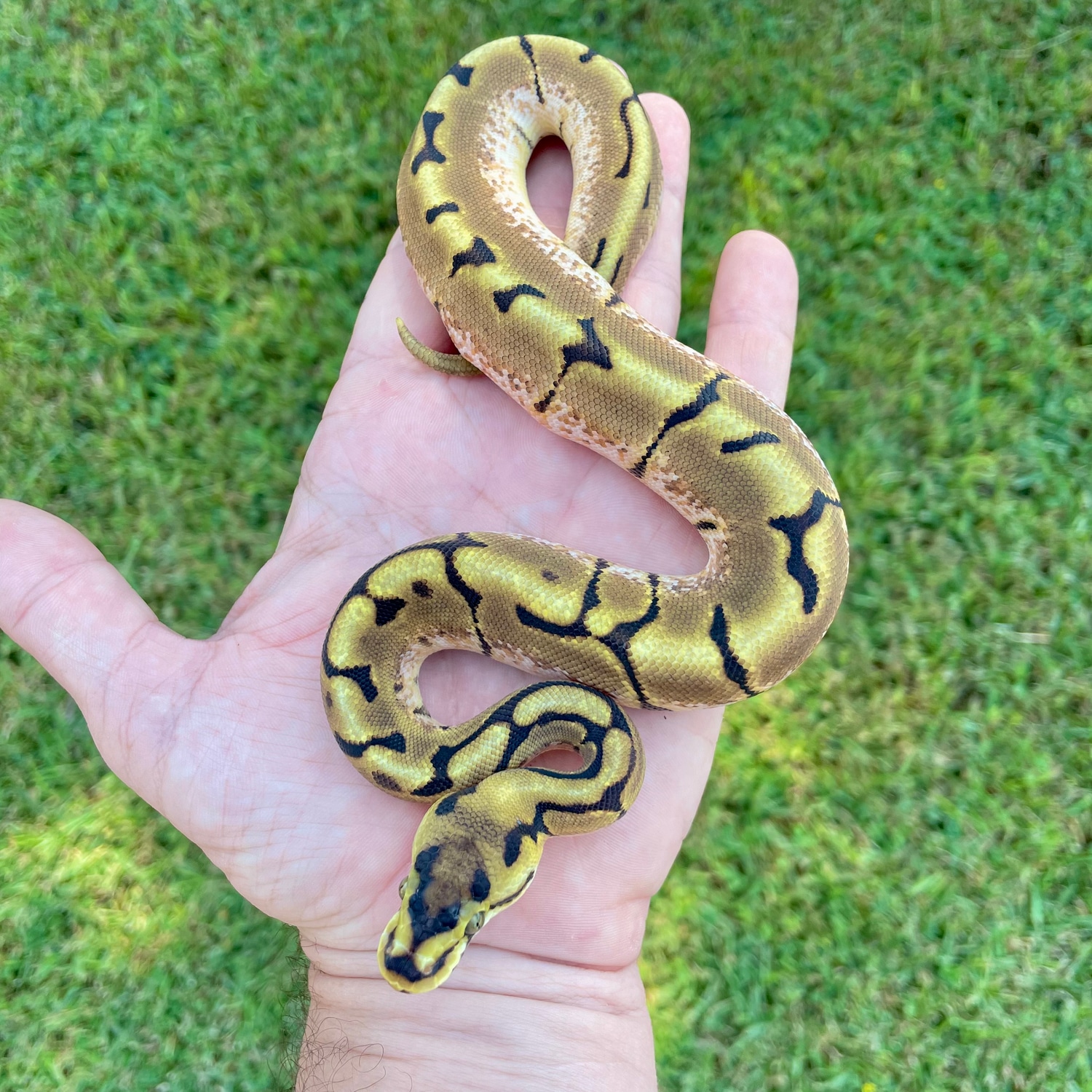 Enchi Spider 66% Het Pied Ball Python by Ant Davidson - MorphMarket