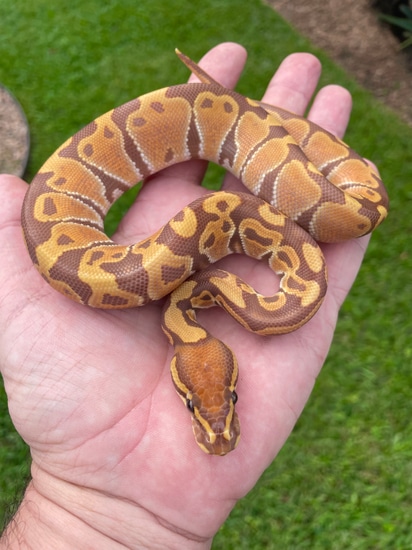 Ultramel Ball Python by Ant Davidson -cold blooded-