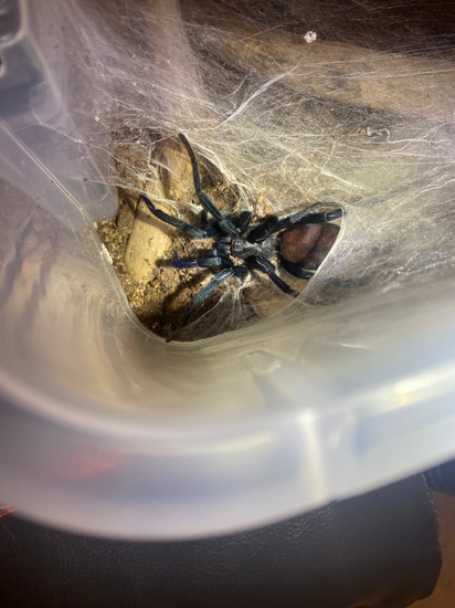 Linothele Fallax Funnel-Web Spider by Anthony Hernandez