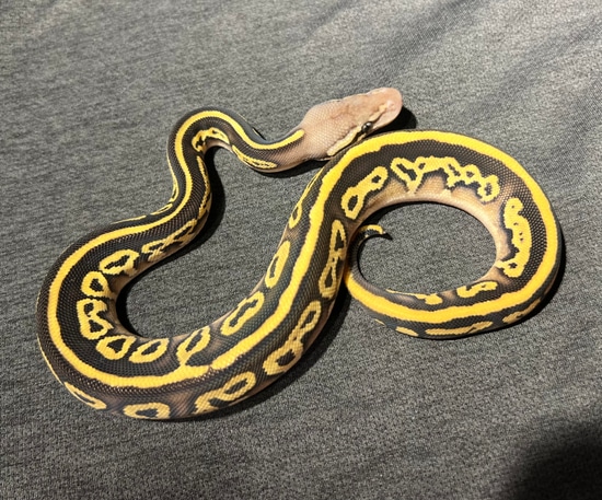 Mojave Leopard Het Hypo Ball Python by Morro Balls