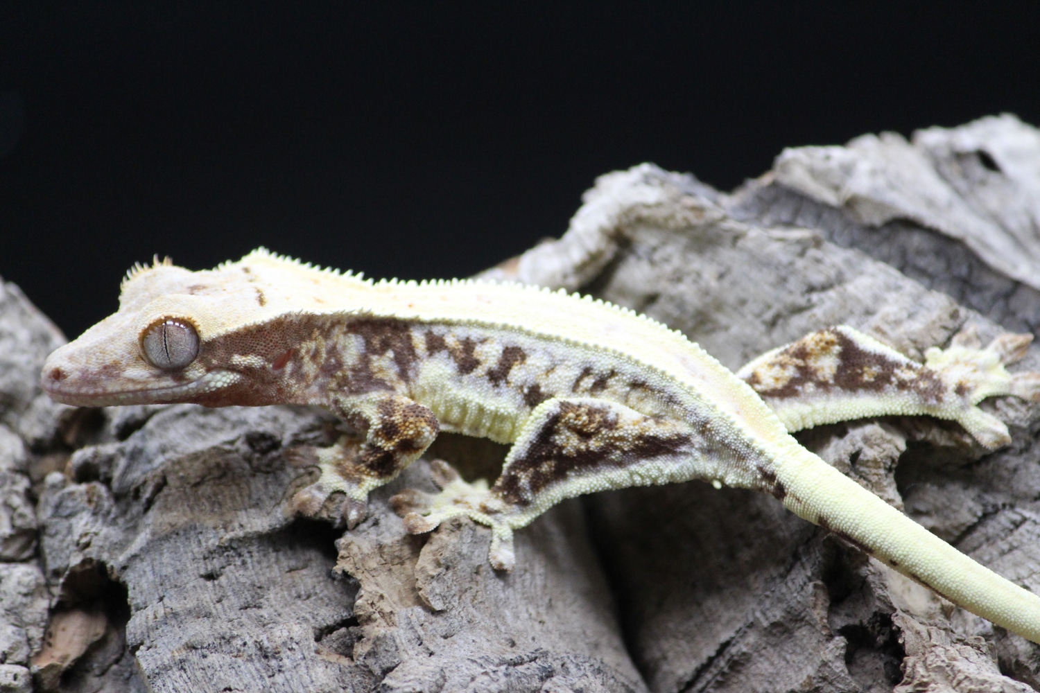 Lilly White Crested Gecko by Exotic__Heights - MorphMarket