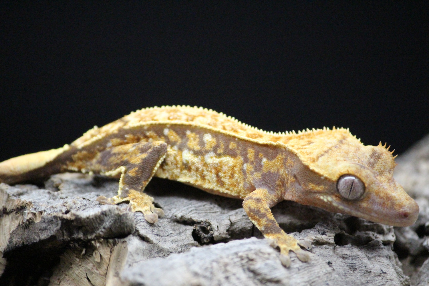 Partial Pinstripe Tricolor Crested Gecko by Exotic__Heights - MorphMarket