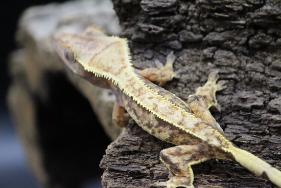 Tri Color Partial Pinstripe Crested Gecko by Exotic__Heights