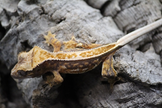 Tri Color Pinstripe Crested Gecko by Exotic__Heights