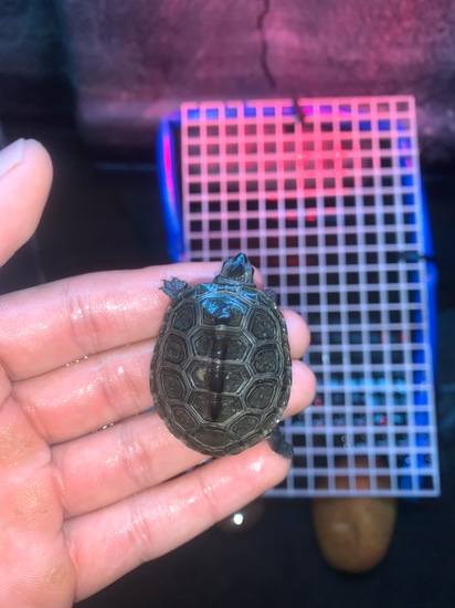 Northern Diamond Back Terrains Box Turtle by Terps Exotics