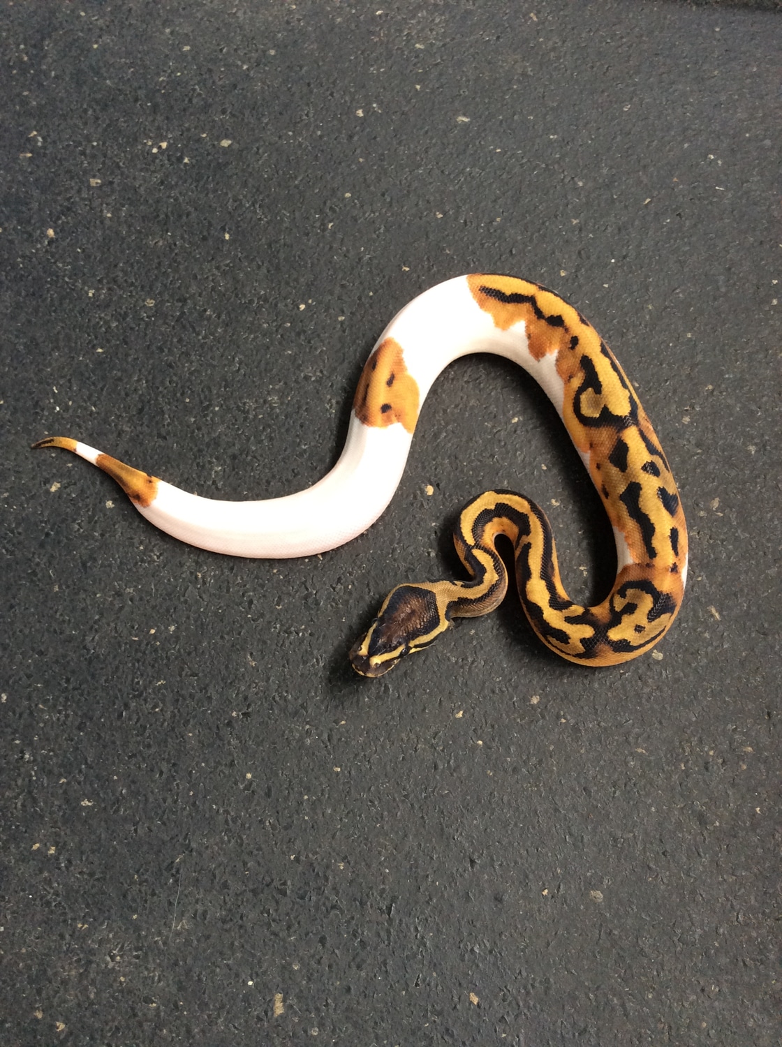 Emoji Piebald Ball Python by Anthony Wrenn Reptiles - MorphMarket