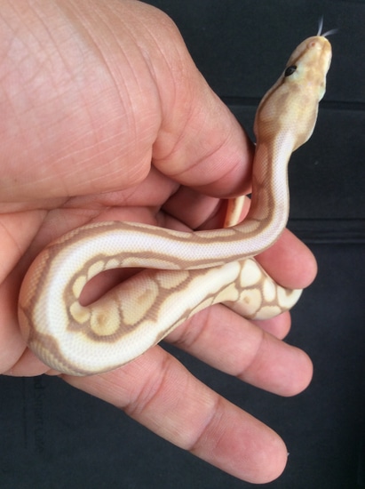 Queen Bee Ball Python by Anthony Wrenn Reptiles