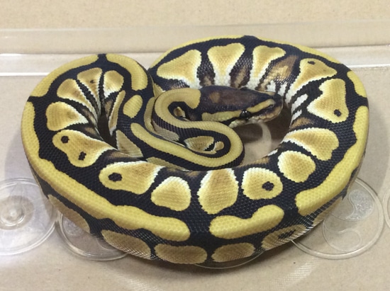 Desert Ball Python by Anthony Wrenn Reptiles