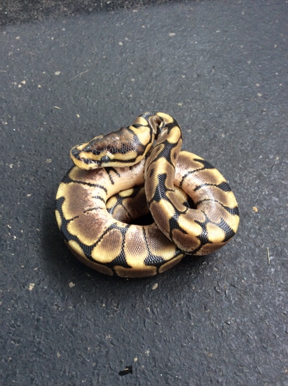 Spider Ball Python by Anthony Wrenn Reptiles