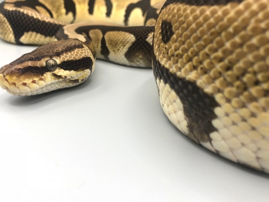 Pastel Female Breeder. Ball Python by Anthony Wrenn Reptiles