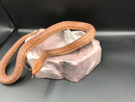 ANTHILL Python (Pygmy) Adult Pygmy Python by Anthony Wrenn Reptiles