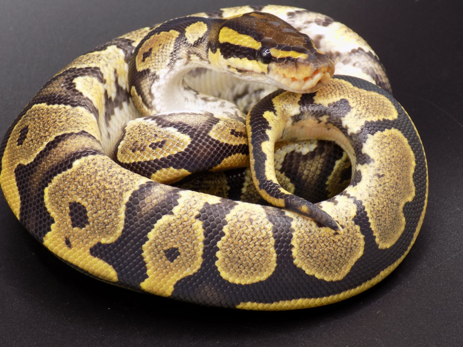 Spark Ball Python by Anthony Wrenn Reptiles - MorphMarket
