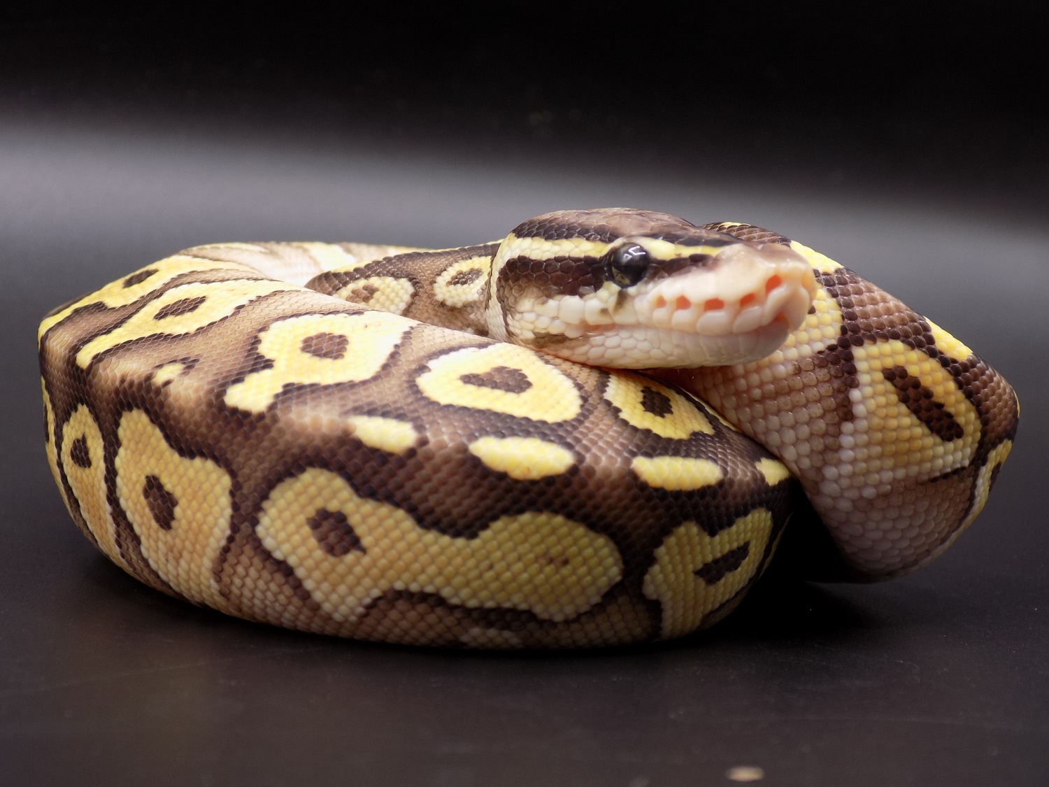 Pastel Lesser Ball Python by Anthony Wrenn Reptiles - MorphMarket