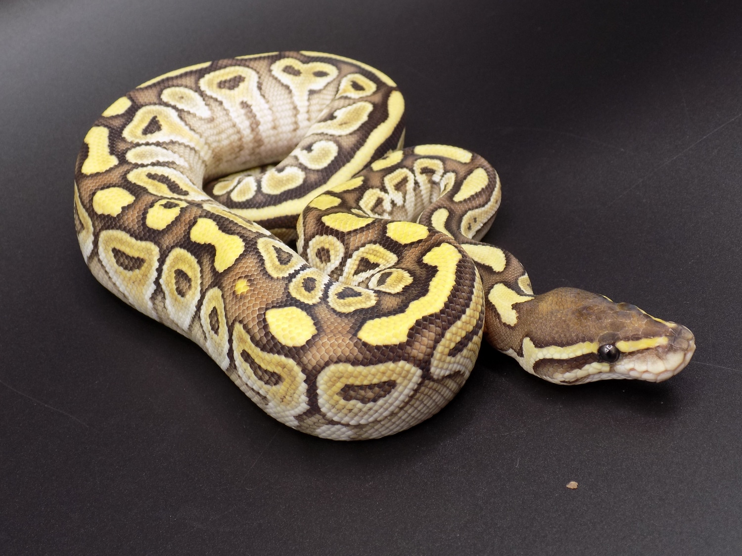 Lesser Ball Python by Anthony Wrenn Reptiles - MorphMarket