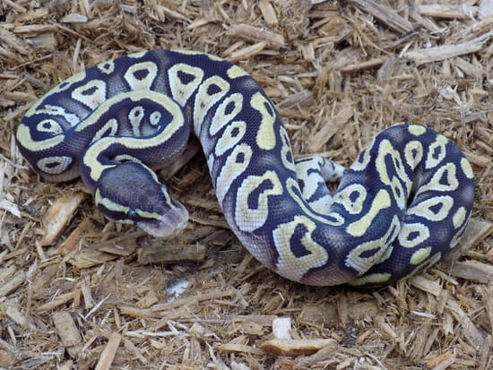 Mystic Pastel Ball Python by Anthony Wrenn Reptiles