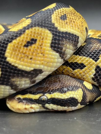 Pastel Ball Python by Anthony Wrenn Reptiles