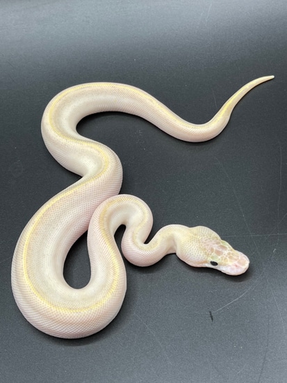Ivory Ball Python by Anthony Wrenn Reptiles
