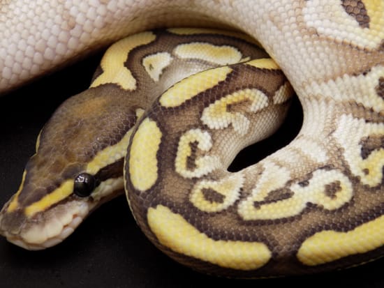 Lesser Ball Python by Anthony Wrenn Reptiles