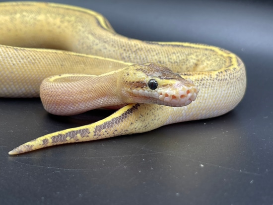 Puma Ball Python by Anthony Wrenn Reptiles