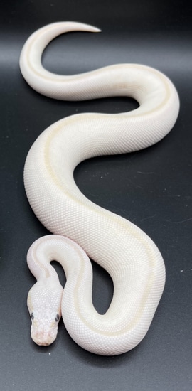 Rare BLUE-EYEs Mystic Butter. Ball Python by Anthony Wrenn Reptiles