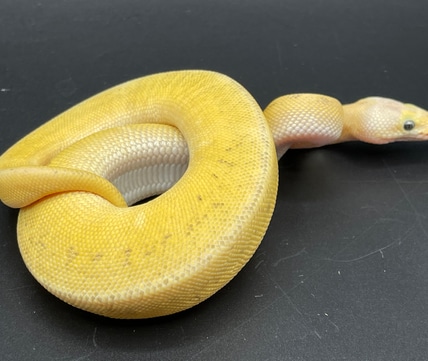 Anthony Wrenn Reptiles - MorphMarket