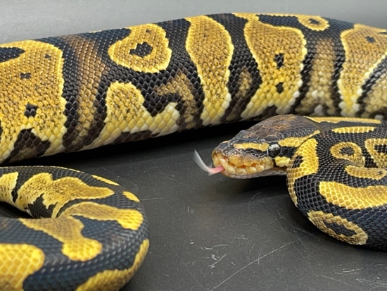 Spark Ball Python by Anthony Wrenn Reptiles