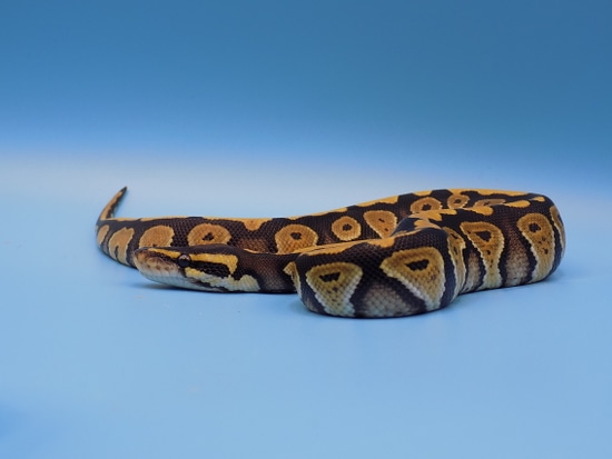 Mystic Ball Python by Anthony Wrenn Reptiles