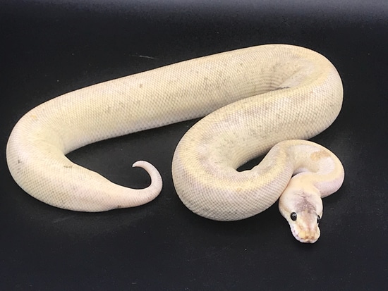 Champagne Cinnamon Pastel Ball Python by Anthony Wrenn Reptiles