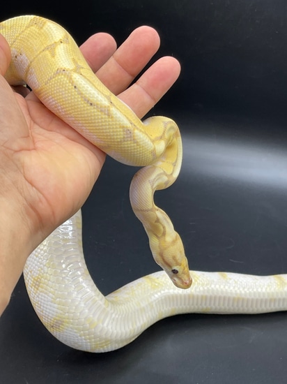 Hold Ryan -fire Coral Glow Bee Ball Python by Anthony Wrenn Reptiles