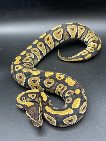 Sale: Mystic Adult Female Ball Python by Anthony Wrenn Reptiles