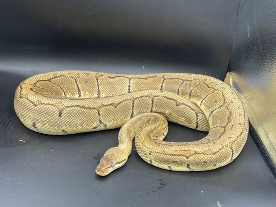 Sale: Lemon Blast Breeder Ball Python by Anthony Wrenn Reptiles