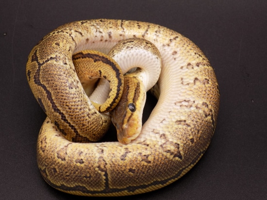 Ready To Breed Yellow Belly Pinstripe Ball Python by Anthony Wrenn Reptiles