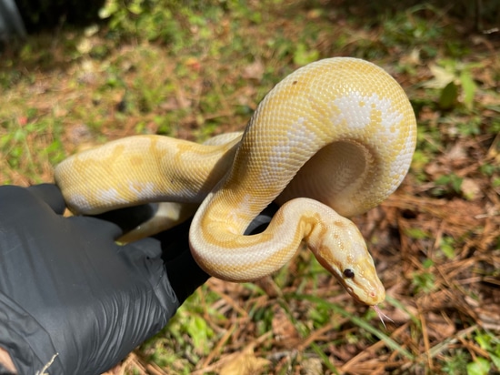 Mystery Genes Male #3 Ball Python by Anthony Wrenn Reptiles