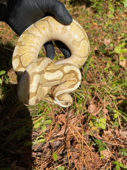 Ready To Breed Mystery Gene Male 5 Ball Python by Anthony Wrenn Reptiles