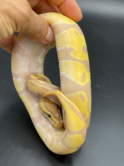 Enchi Coral Glow Ball Python by Anthony Wrenn Reptiles