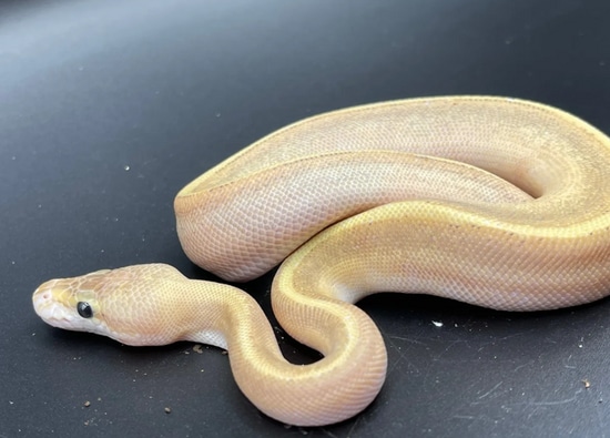 Puma Ball Python by Anthony Wrenn Reptiles