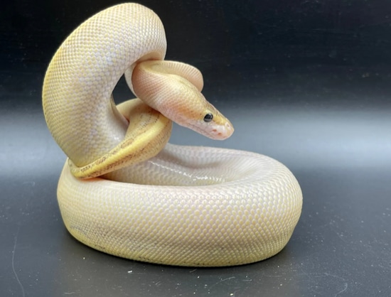 Puma Ball Python by Anthony Wrenn Reptiles
