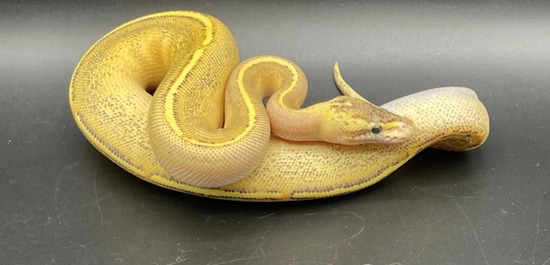 Puma Ball Python by Anthony Wrenn Reptiles