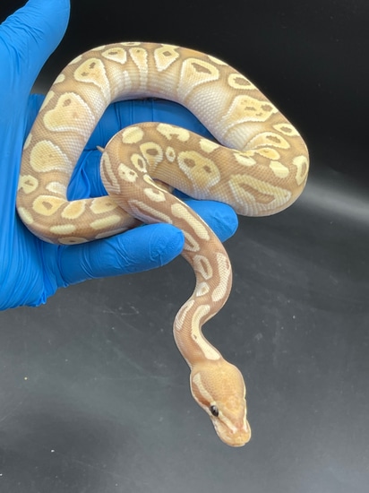 Enchi Coral Glow Ball Python by Anthony Wrenn Reptiles