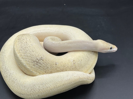 Beautiful Puma! Ball Python by Anthony Wrenn Reptiles