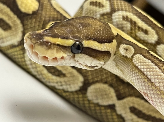 Lesser Ball Python by Anthony Wrenn Reptiles